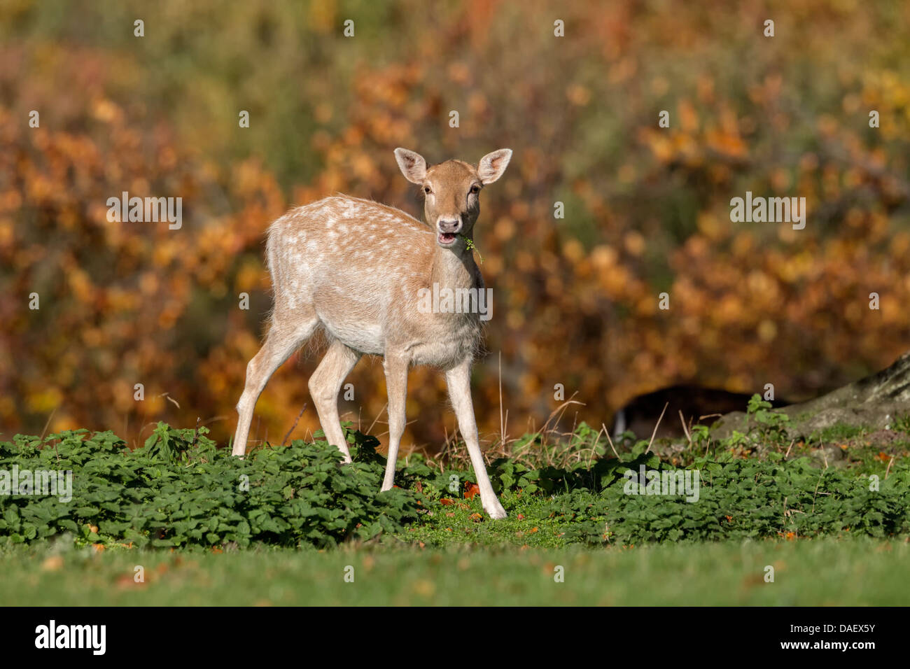 Damhirsch weiblich -Fotos und -Bildmaterial in hoher Auflösung – Alamy
