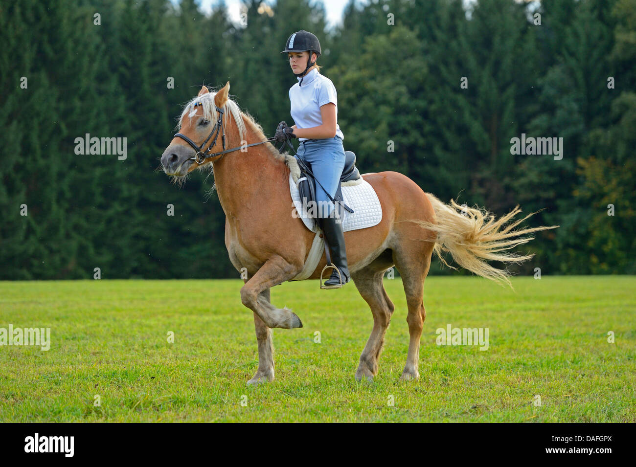 Haflinger horse rider -Fotos und -Bildmaterial in hoher Auflösung – Alamy