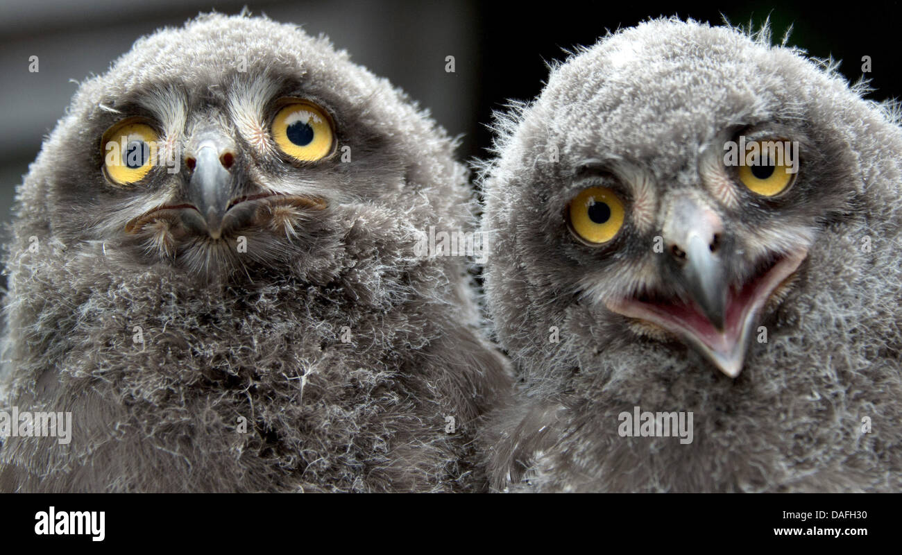 Eulen nachwuchs -Fotos und -Bildmaterial in hoher Auflösung – Alamy