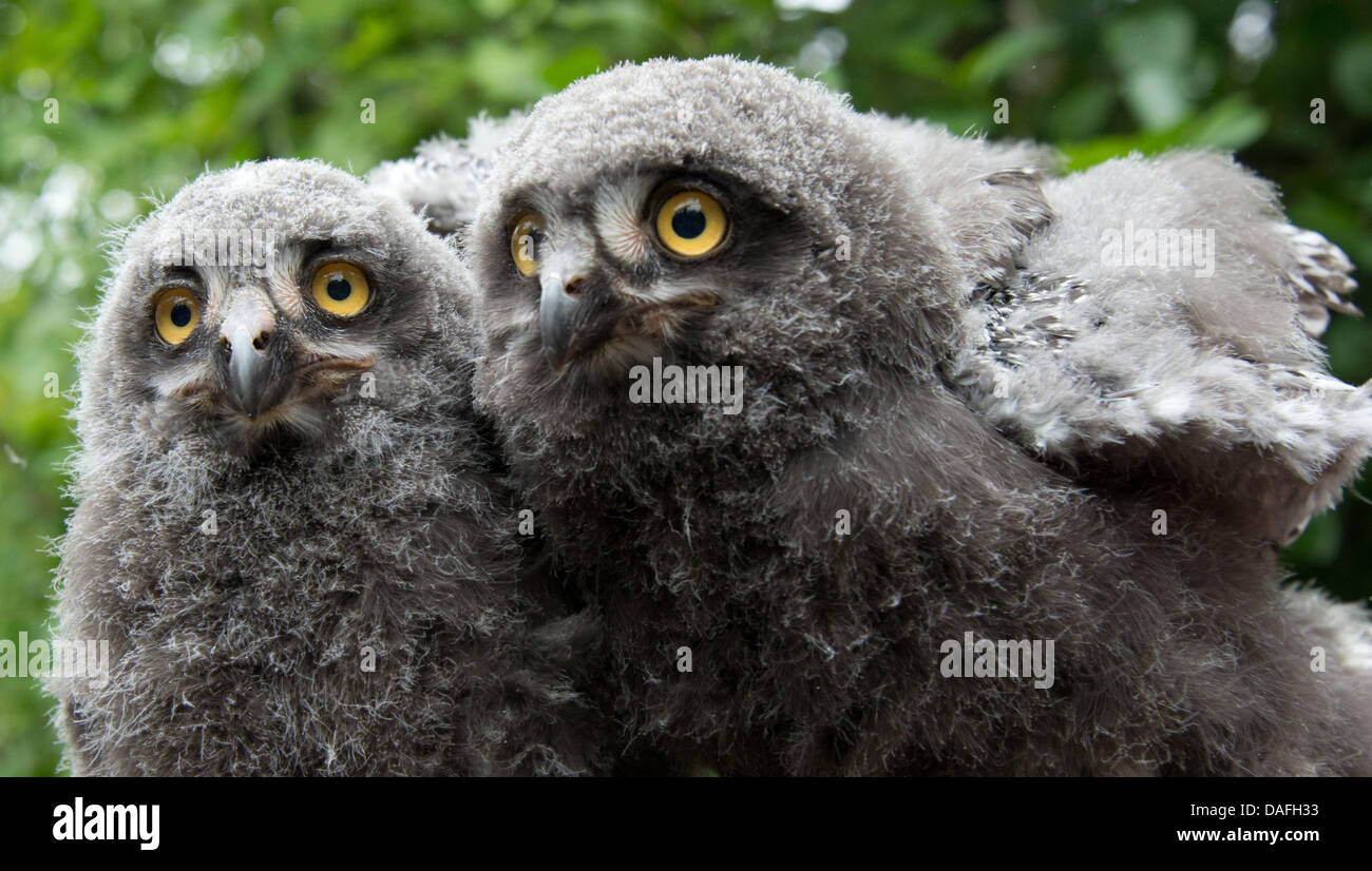 Eulen nachwuchs -Fotos und -Bildmaterial in hoher Auflösung – Alamy