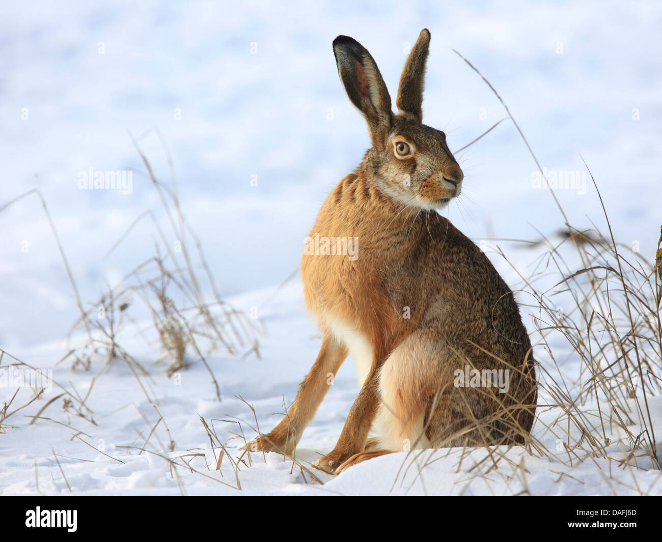 Feldhase, Feldhasen (Lepus Europaeus), sitzen auf Schnee schaut sich um ...