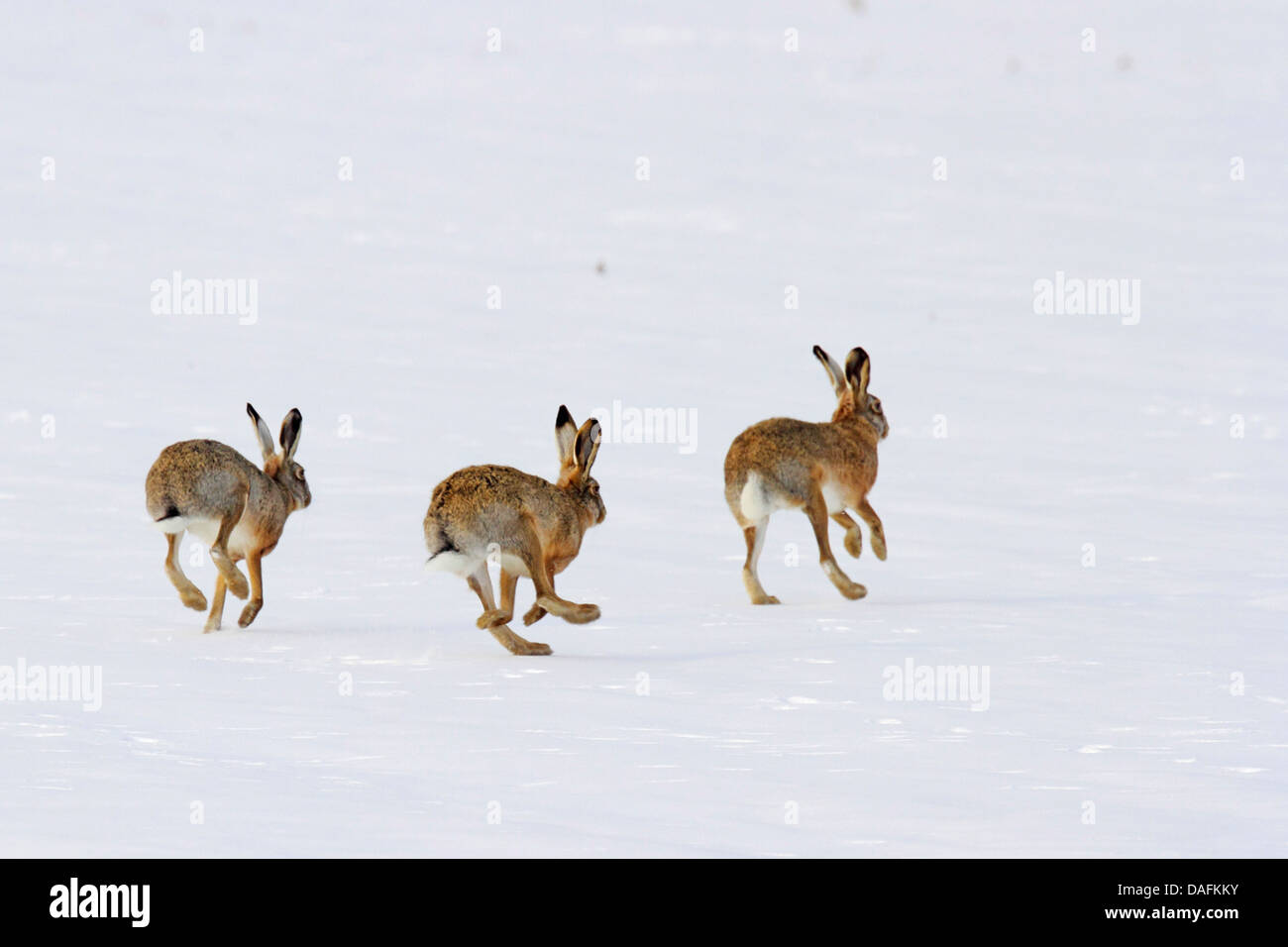 Feldhase, Feldhasen (Lepus Europaeus), Paarungszeit im Winter ...