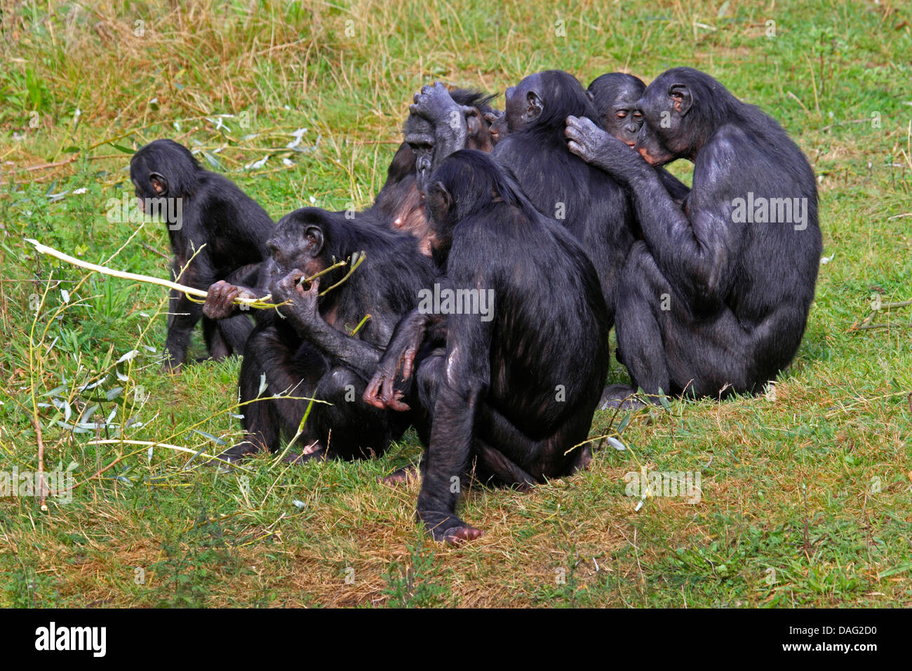 Bonobo chimpanzee Stockfotos und -bilder Kaufen - Alamy