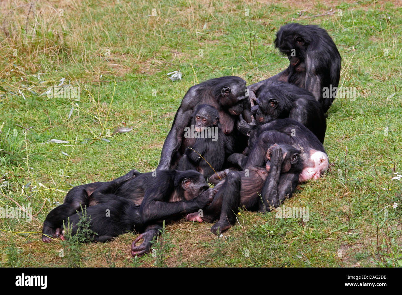 Bonobo, pygmy Schimpanse (Pan Paniscus), Gruppe sitzen auf einer Wiese ...