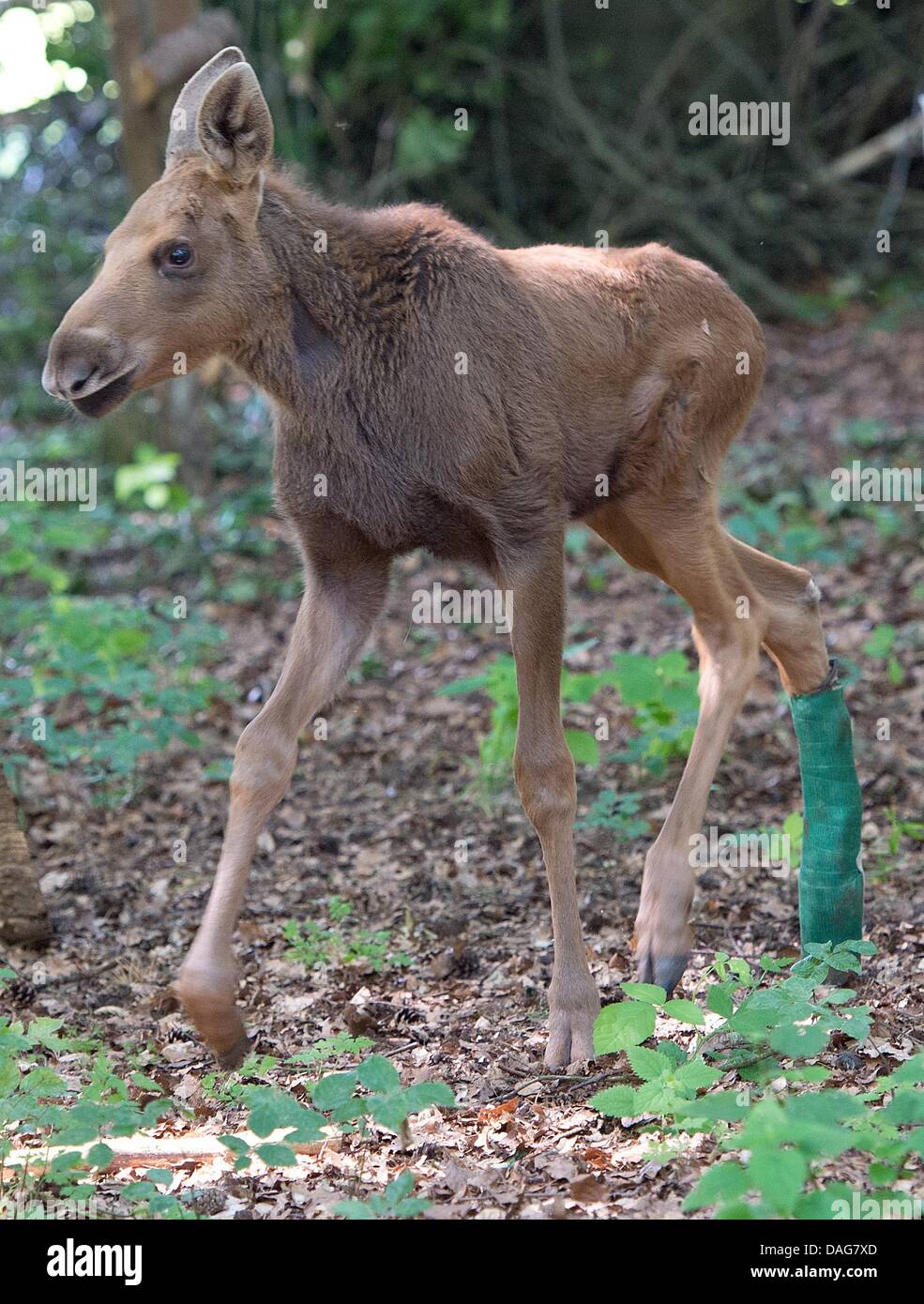 Elchbaby Tierfoto Stockfotos und -bilder Kaufen - Alamy