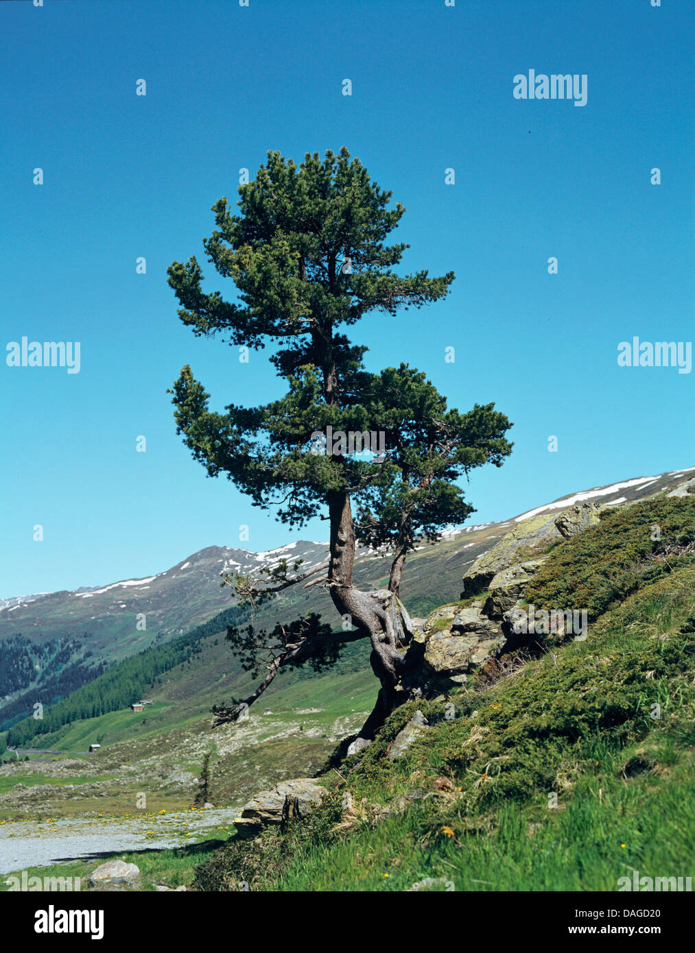 Zirbe, Arolla-Kiefer (Pinus Cembra), einziger Baum in den Alpen ...