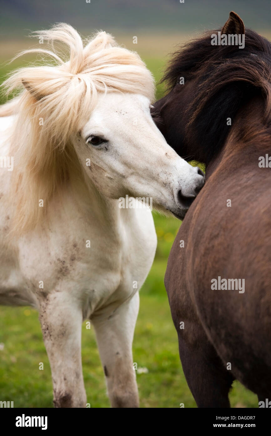 Braun weiß islandpferd -Fotos und -Bildmaterial in hoher Auflösung – Alamy