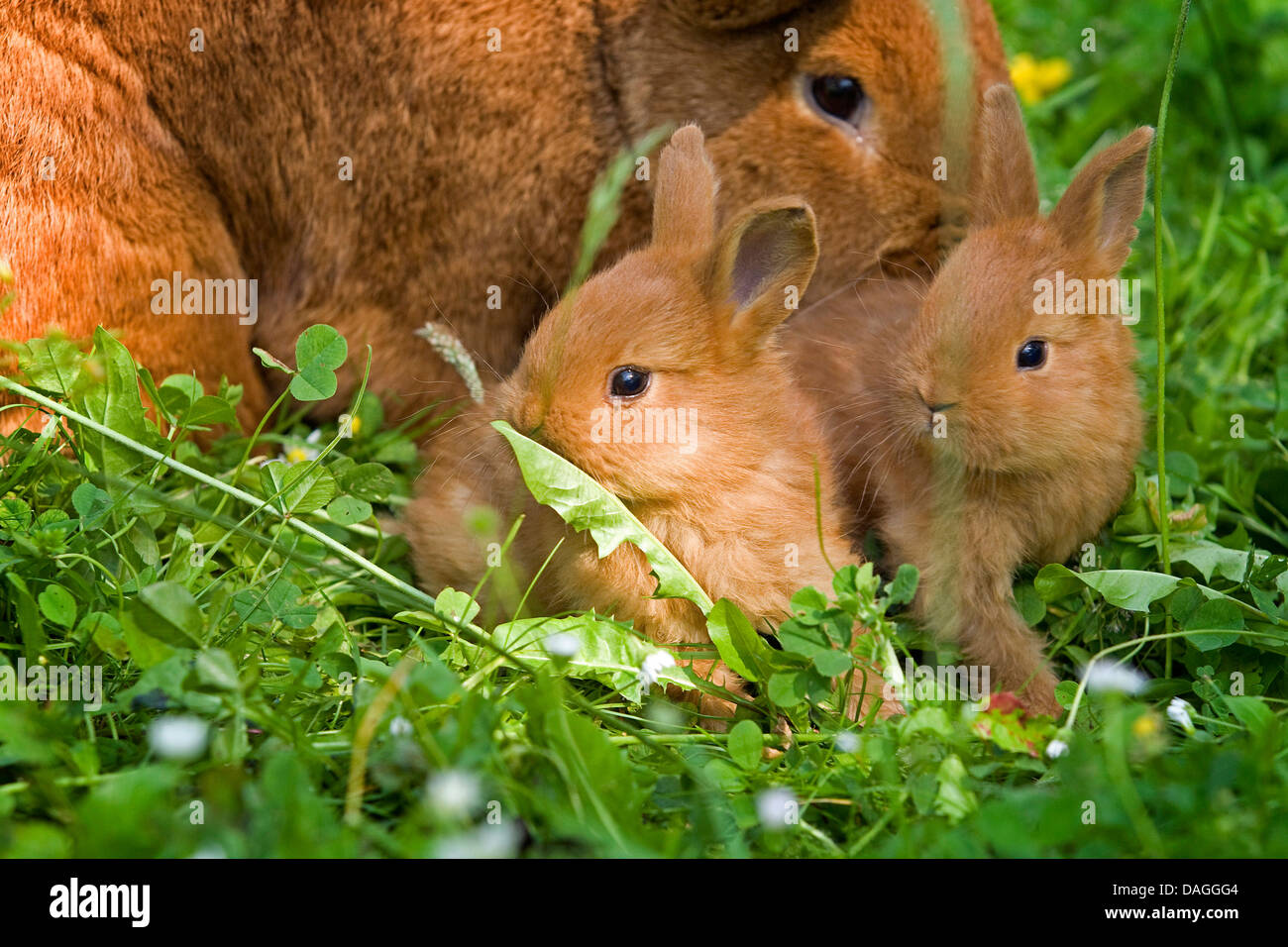 Neuseeland rotes kaninchen -Fotos und -Bildmaterial in hoher Auflösung ...