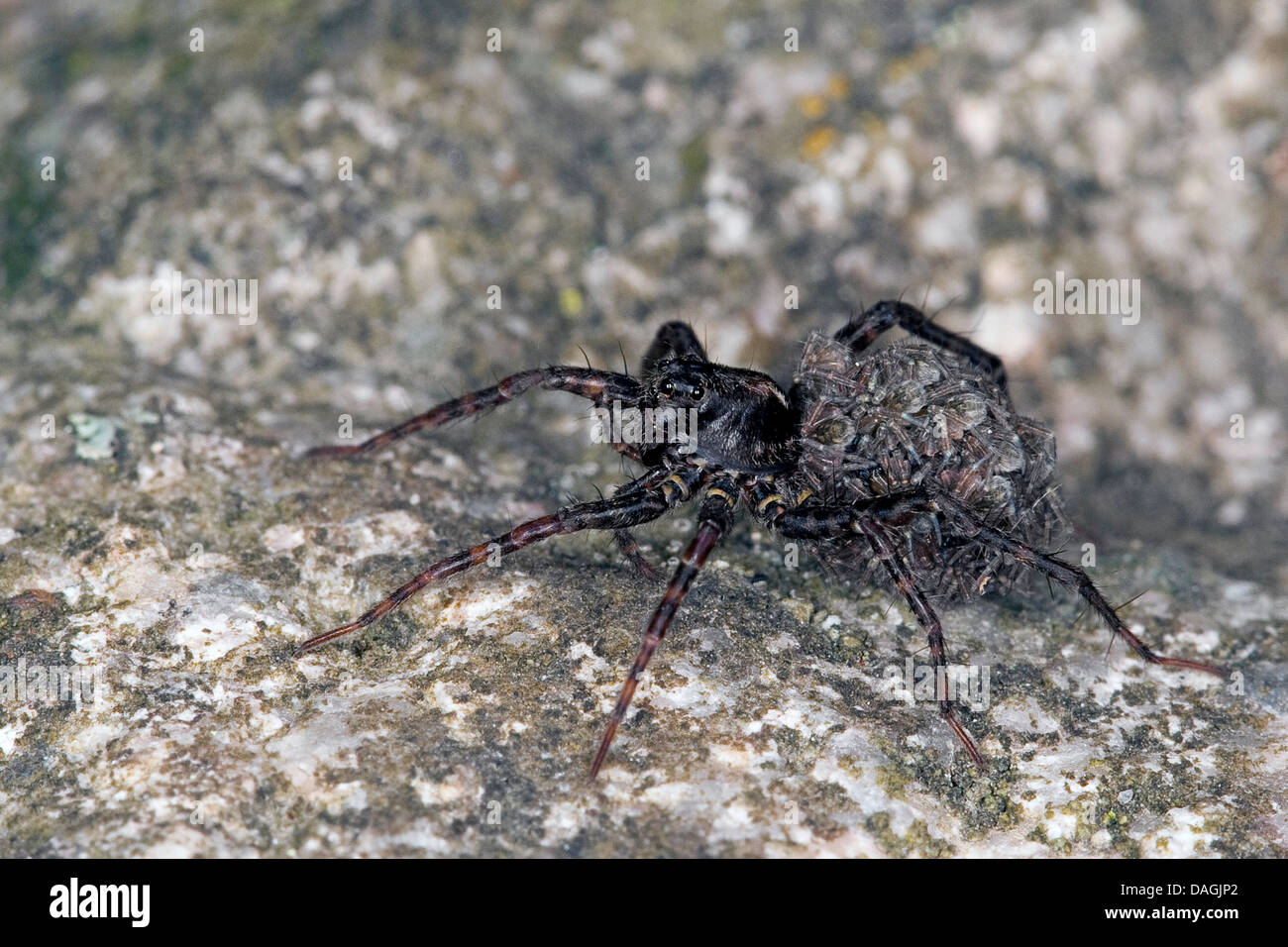 Pardosa amentata spider lycosidae -Fotos und -Bildmaterial in hoher ...