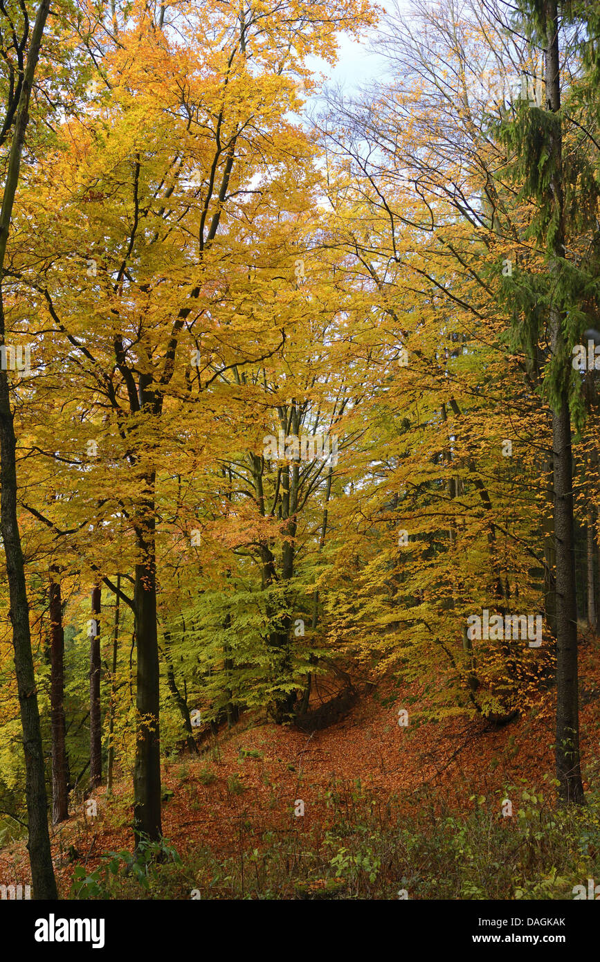 Rotbuche (Fagus Sylvatica), Buchenwald im Herbst, Deutschland, Bayern ...