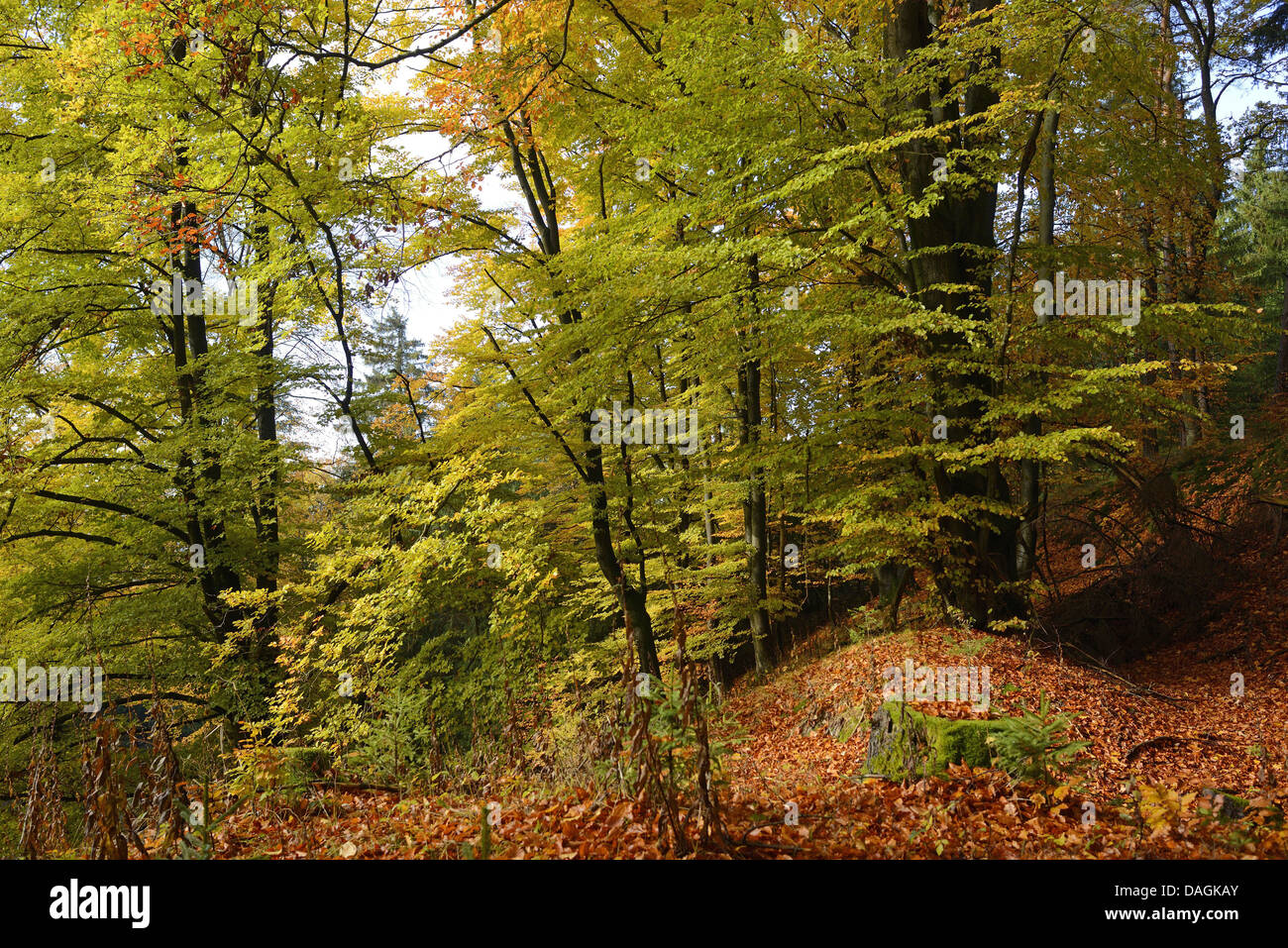Rotbuche (Fagus Sylvatica), Buchenwald im Herbst, Deutschland, Bayern ...