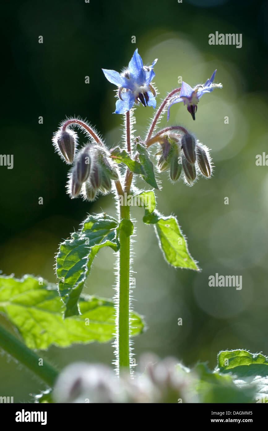 Gemeine borretsch borago officinalis -Fotos und -Bildmaterial in hoher ...