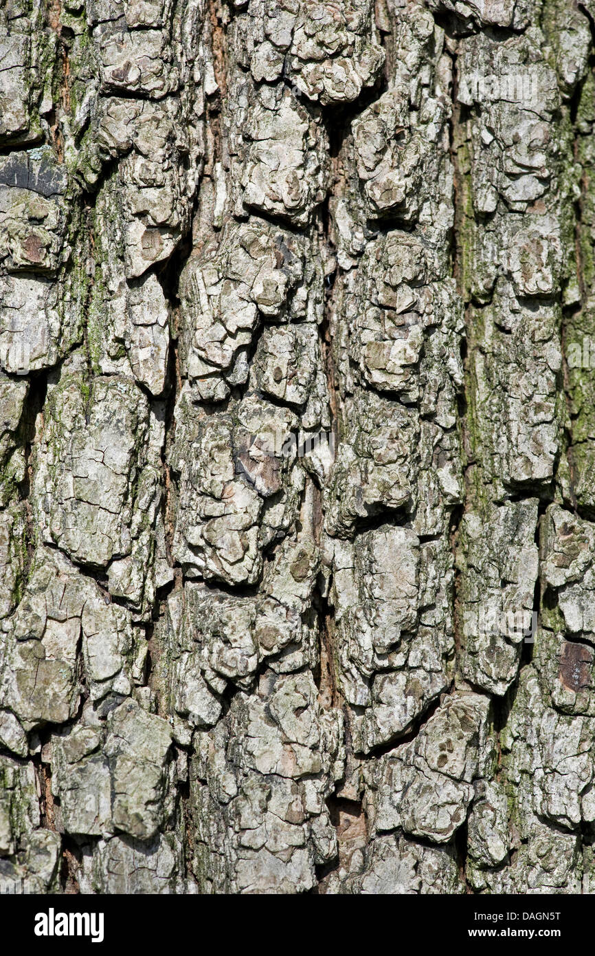 Rinde acer -Fotos und -Bildmaterial in hoher Auflösung – Alamy