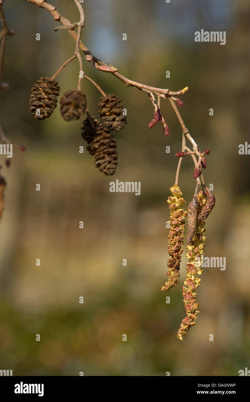 Schwarz-Erle, Schwarzerle, männliche und weibliche Kätzchen auf einem ...