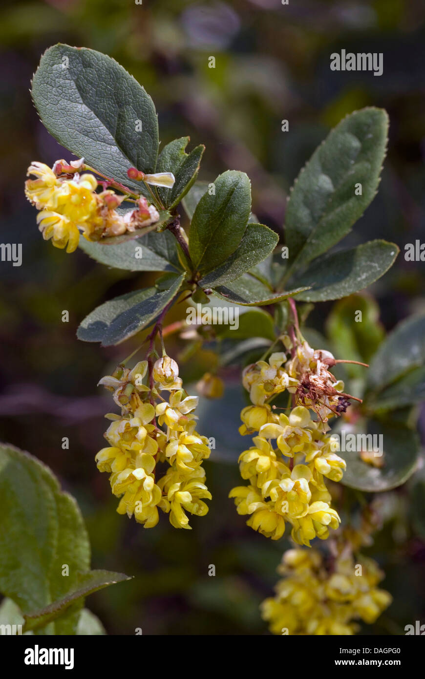 Blumen zier berberitze -Fotos und -Bildmaterial in hoher Auflösung – Alamy