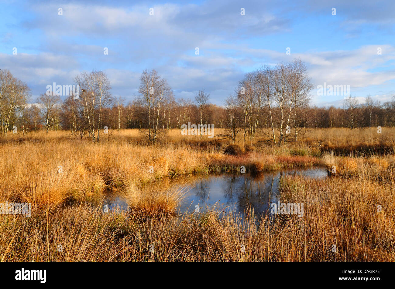Kontinentales hochmoor Stockfotos und -bilder Kaufen - Alamy