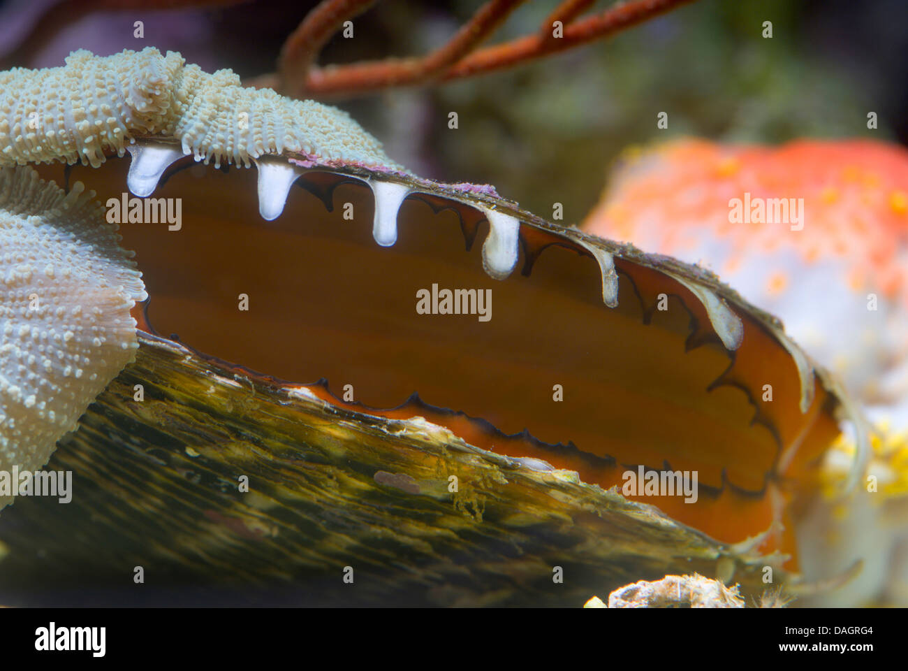Spondylus spec -Fotos und -Bildmaterial in hoher Auflösung – Alamy