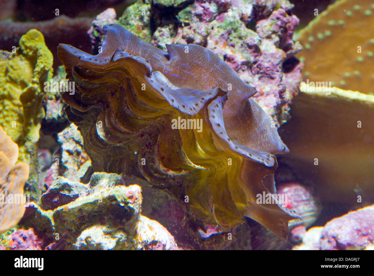 Kleine riesenmuscheln -Fotos und -Bildmaterial in hoher Auflösung – Alamy