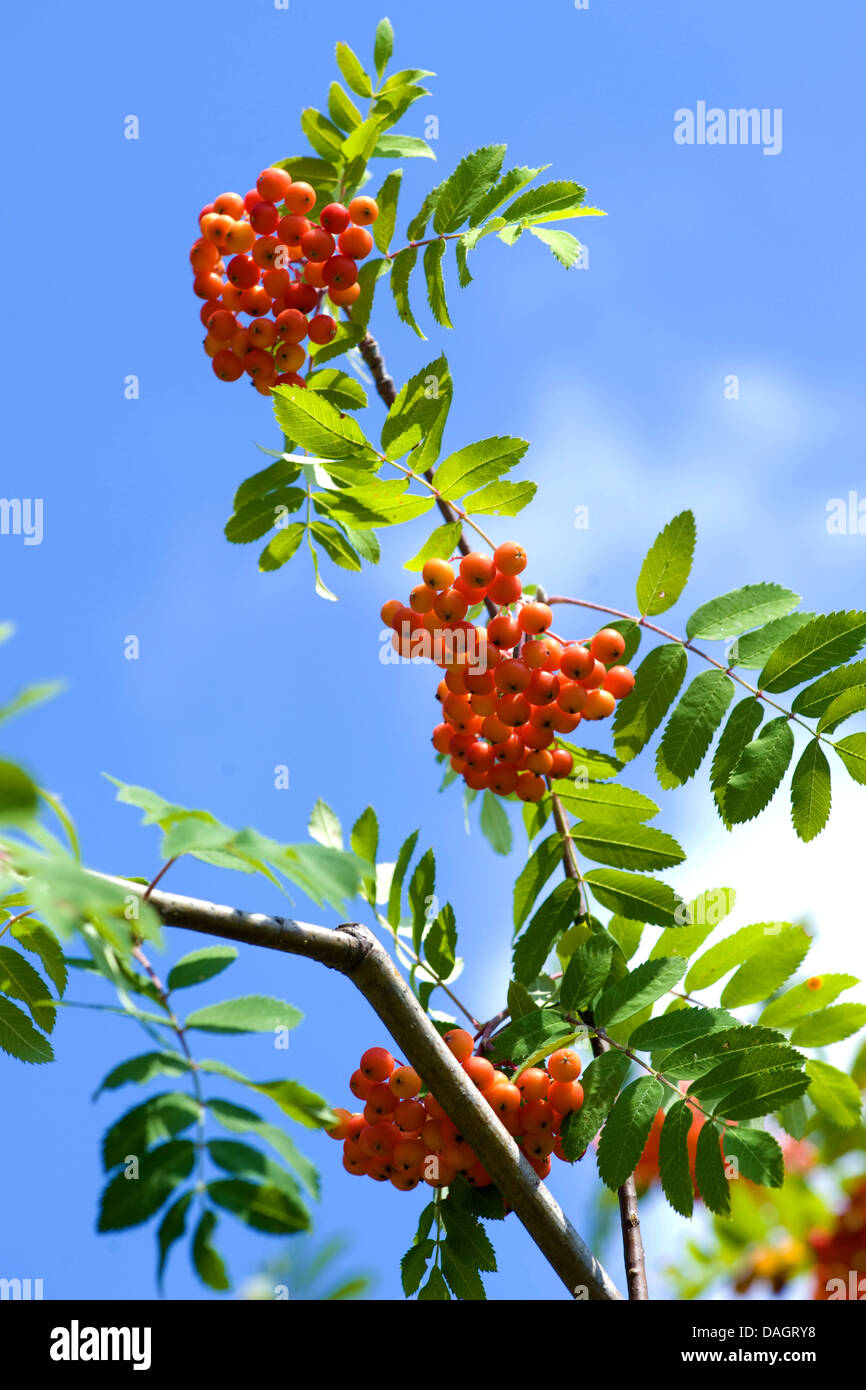 Europäische-Vogelbeerbaum, Eberesche (Sorbus Aucuparia), Zweig mit ...