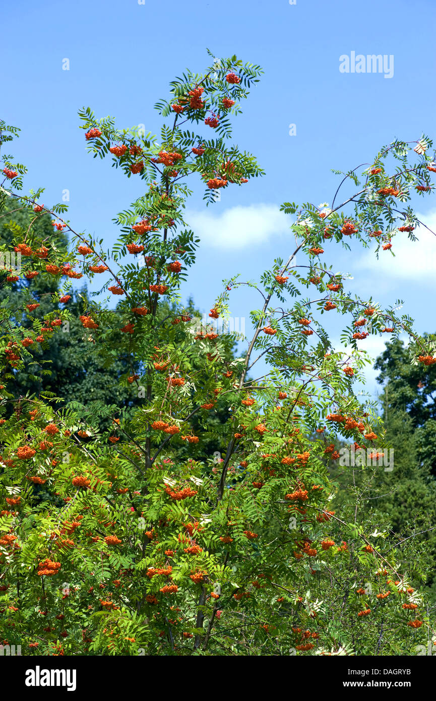 Europäische Vogelbeerbaum, Eberesche (Sorbus Aucuparia), Zweige mit ...