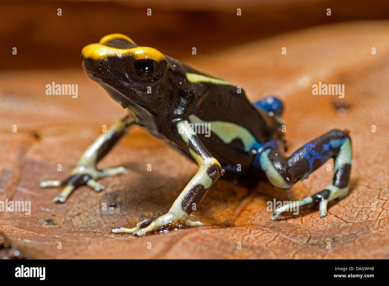 poison Frog färben, färben Dart Frog, Pfeilgiftfrosch (Dendrobates ...