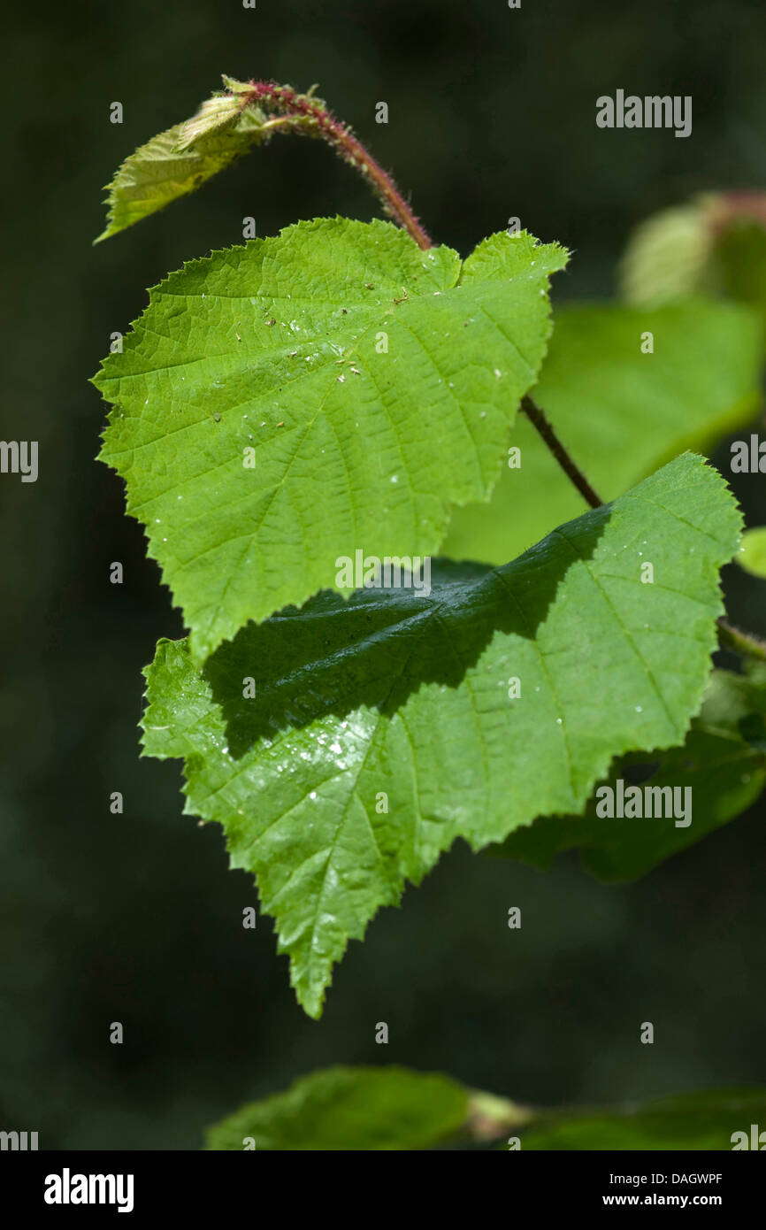 Haselnuss hasel -Fotos und -Bildmaterial in hoher Auflösung – Alamy