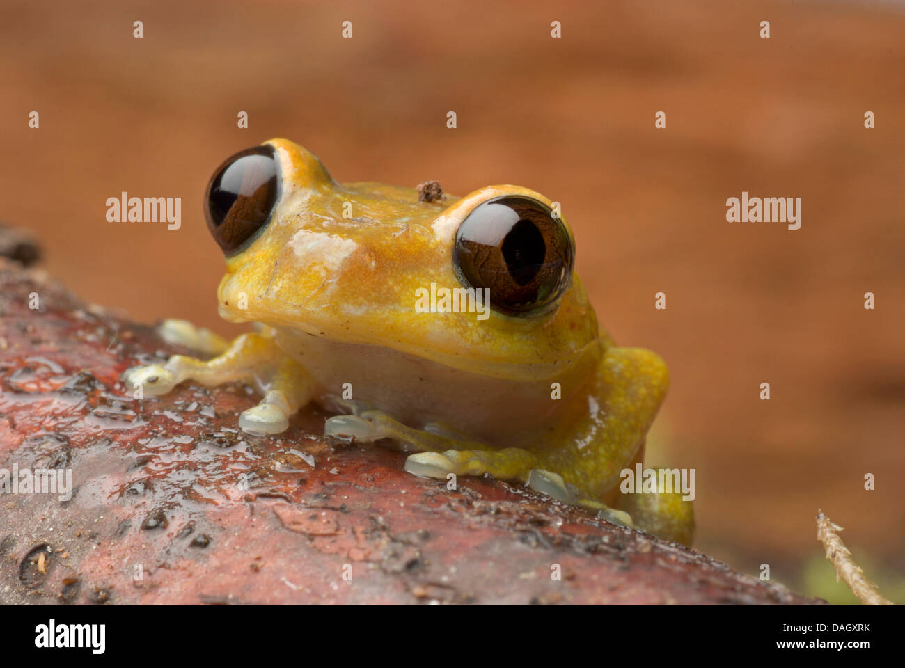 Leptopelis uluguruensis -Fotos und -Bildmaterial in hoher Auflösung – Alamy