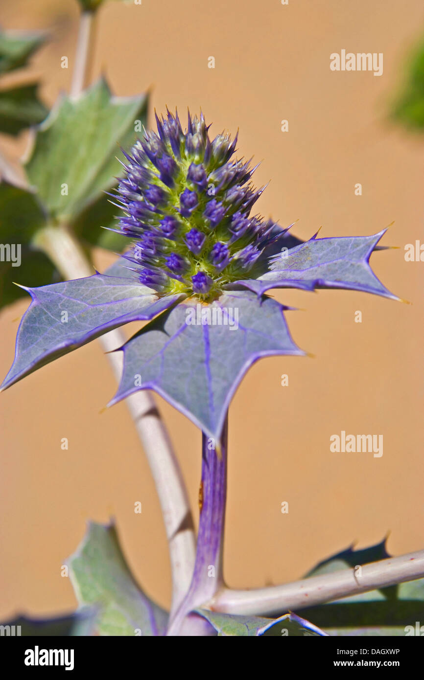 Meer-Stechpalme, Meer Coyote-Distel (Eryngium Maritimum), Blütenstand ...