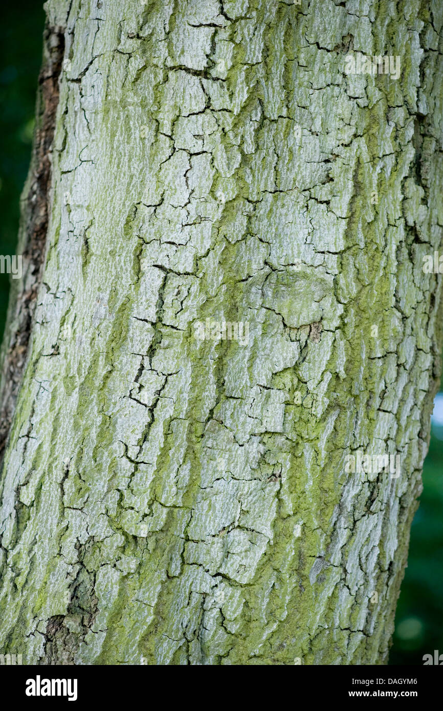 F sylvatica -Fotos und -Bildmaterial in hoher Auflösung – Alamy