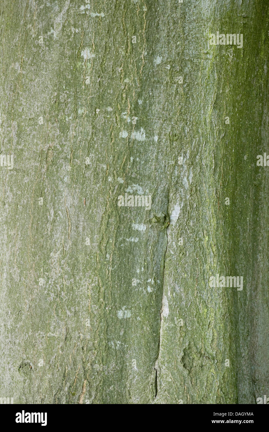 Buche rinde -Fotos und -Bildmaterial in hoher Auflösung - Seite 2 - Alamy