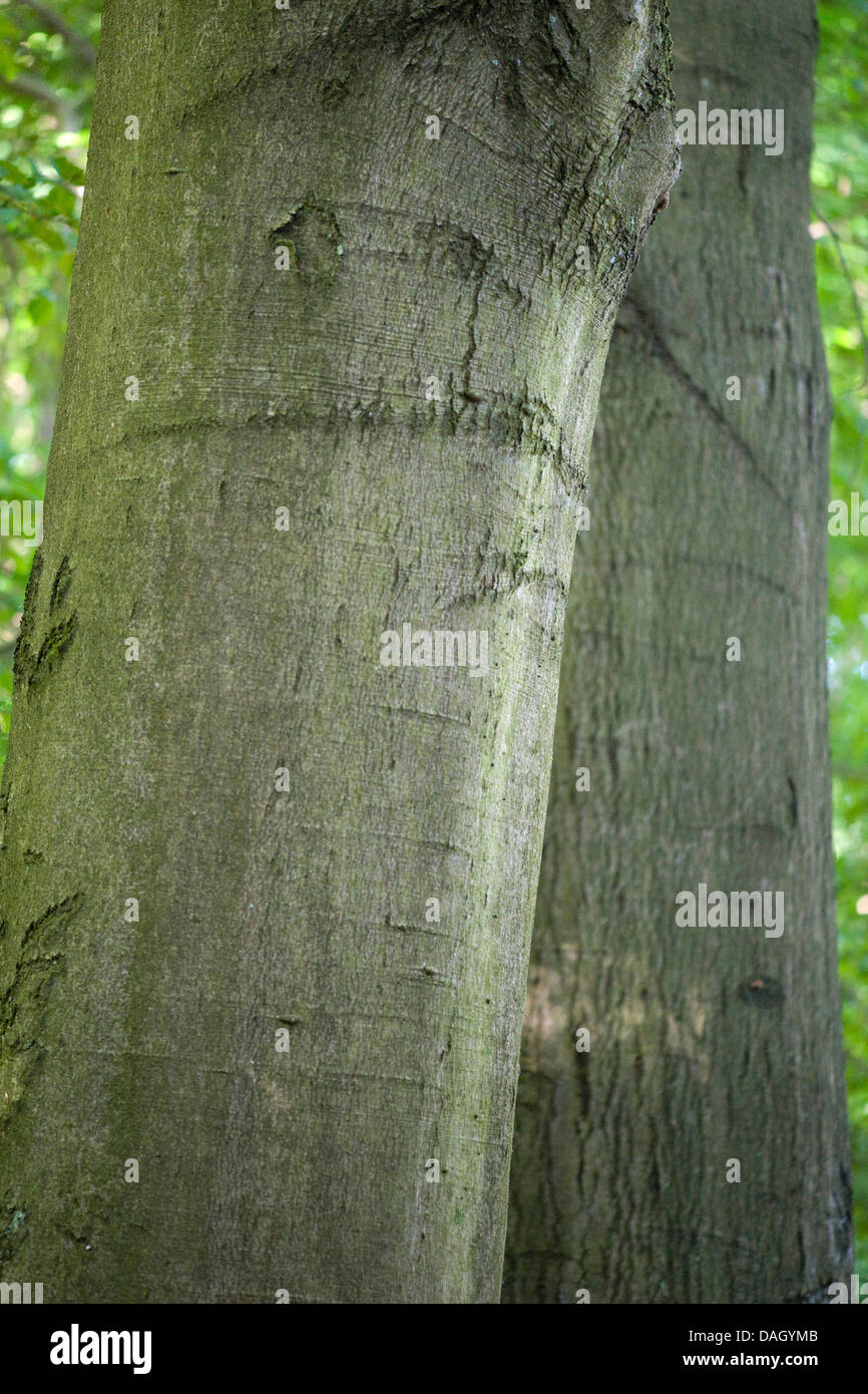 Rotbuche (Fagus Sylvatica), Rinden, Deutschland Stockfotografie - Alamy