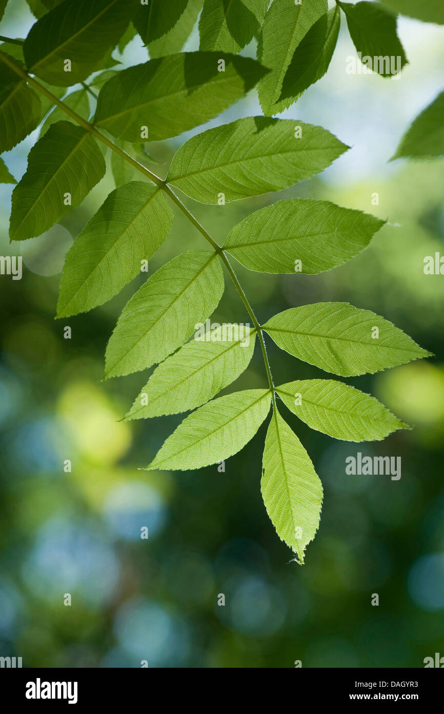 gemeine Esche, europäischer Esche (Fraxinus Excelsior), Blatt ...