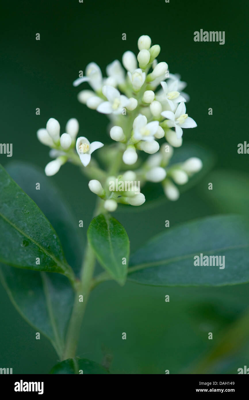 Goldene liguster -Fotos und -Bildmaterial in hoher Auflösung – Alamy