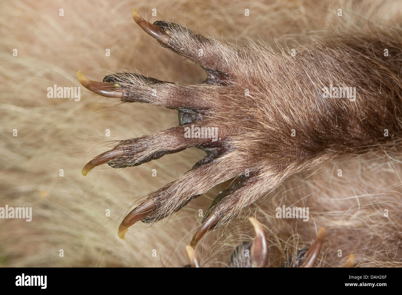 Pfote Pad Stockfotos & Pfote Pad Bilder - Alamy