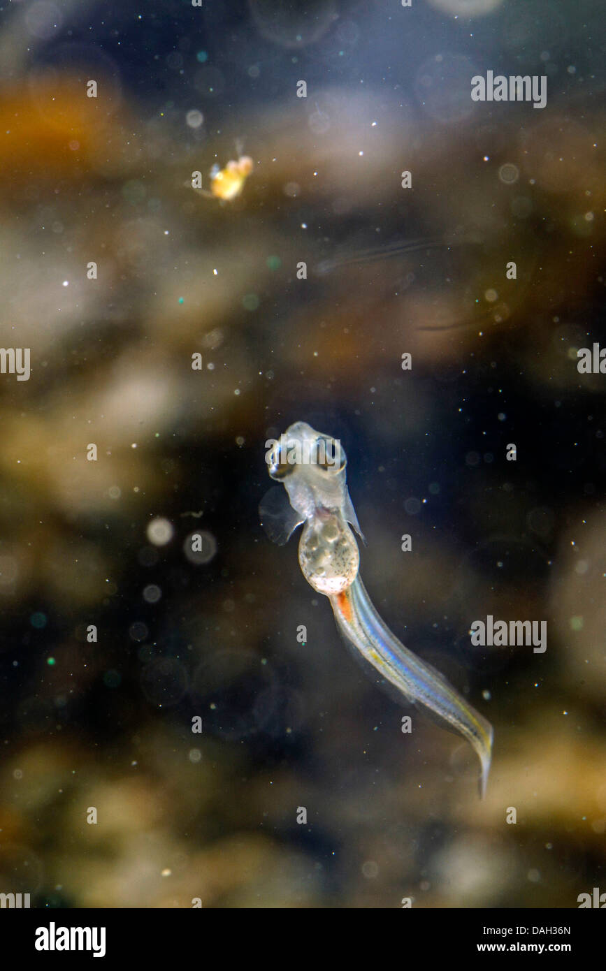 Lake whitefish coregonus spec -Fotos und -Bildmaterial in hoher ...