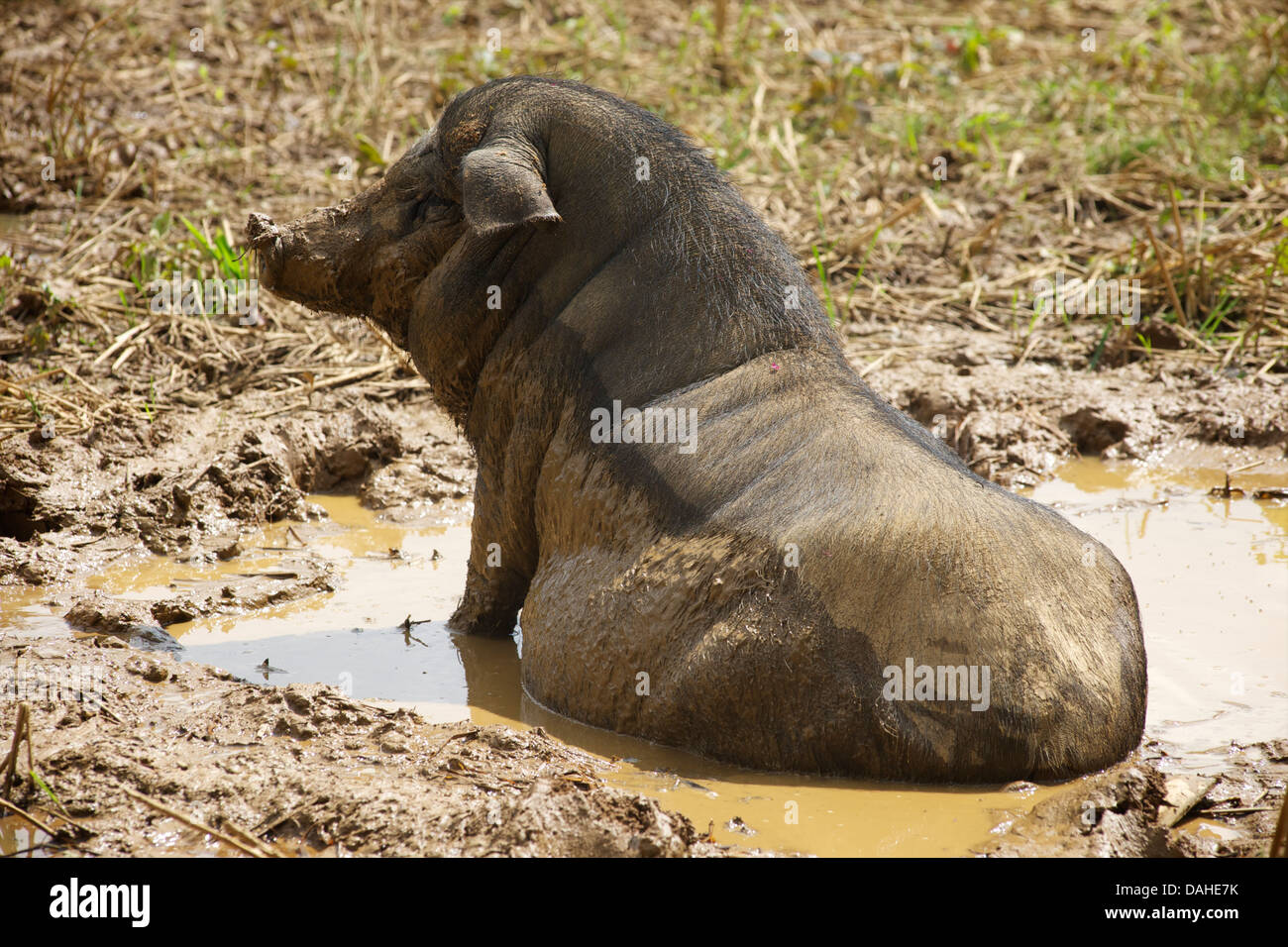 Fettes schwein -Fotos und -Bildmaterial in hoher Auflösung – Alamy