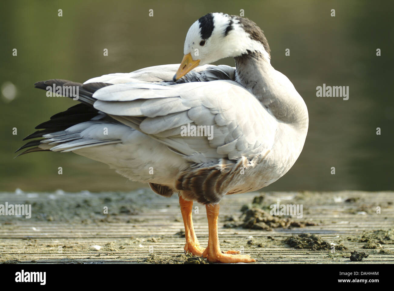 Bar gans oder indische gans anser indicus -Fotos und -Bildmaterial in hoher Auflösung – Alamy