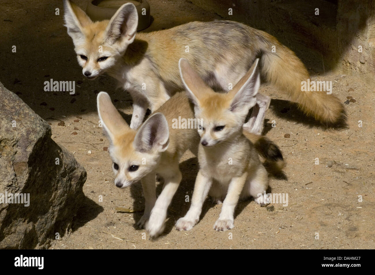 Fennek Fuchs Stockfotos und -bilder Kaufen - Alamy
