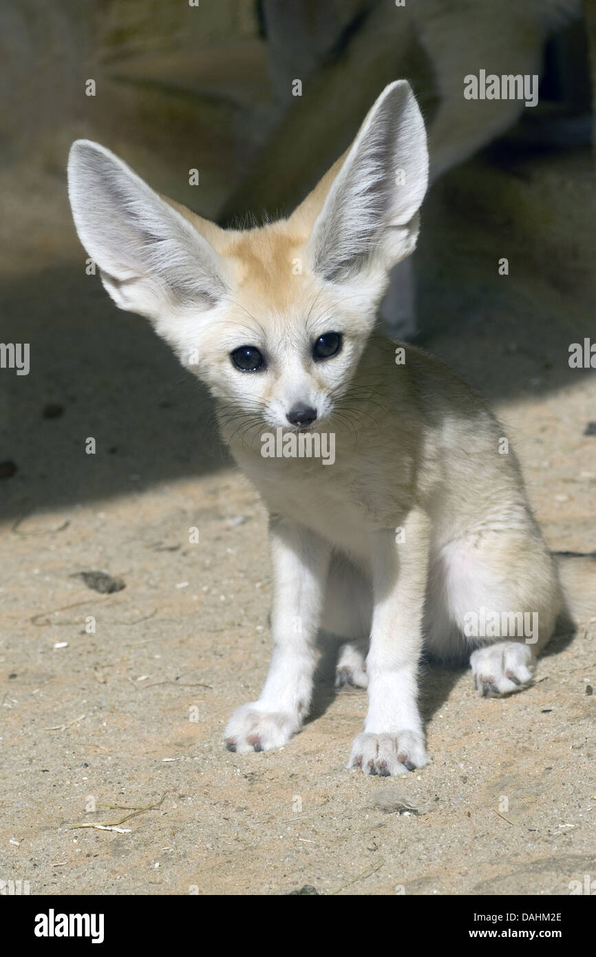 Fennek fuchs -Fotos und -Bildmaterial in hoher Auflösung – Alamy
