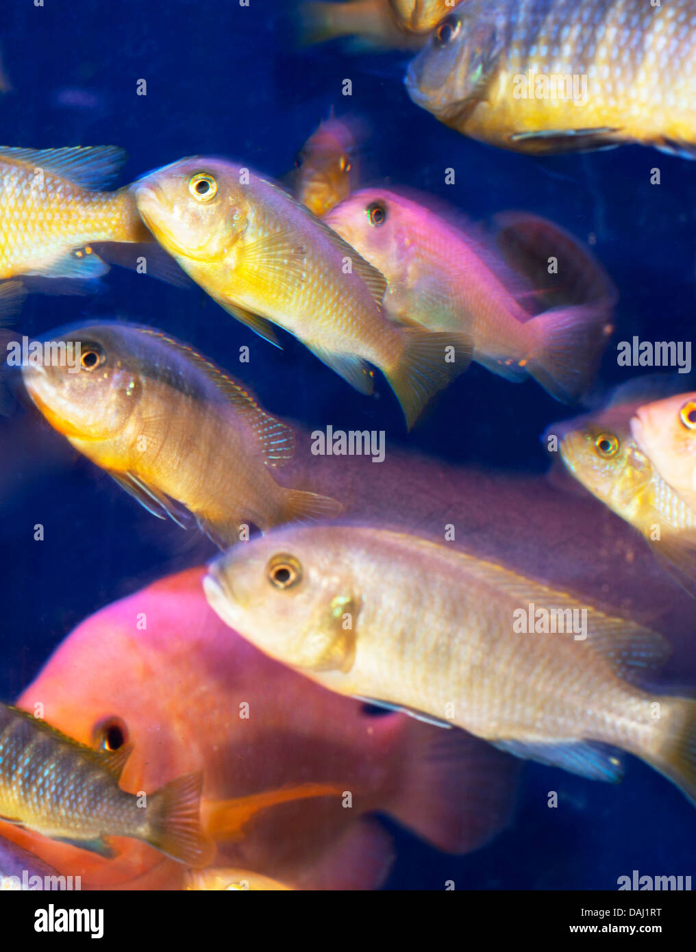 Verschiedene bunte fische -Fotos und -Bildmaterial in hoher Auflösung ...