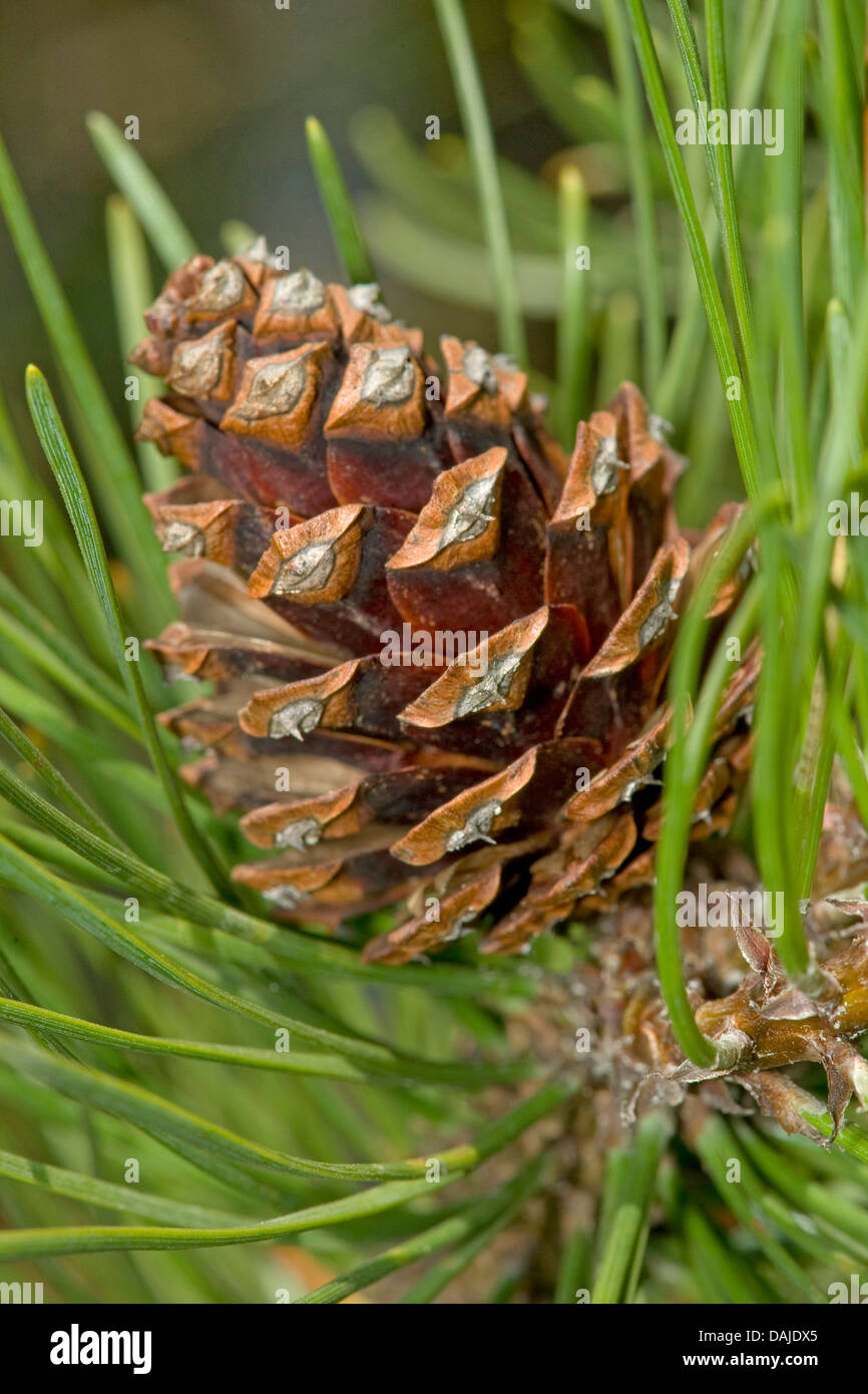 Latschenkiefer, Mugo Pine (Pinus Mugo), Zapfen, Deutschland ...