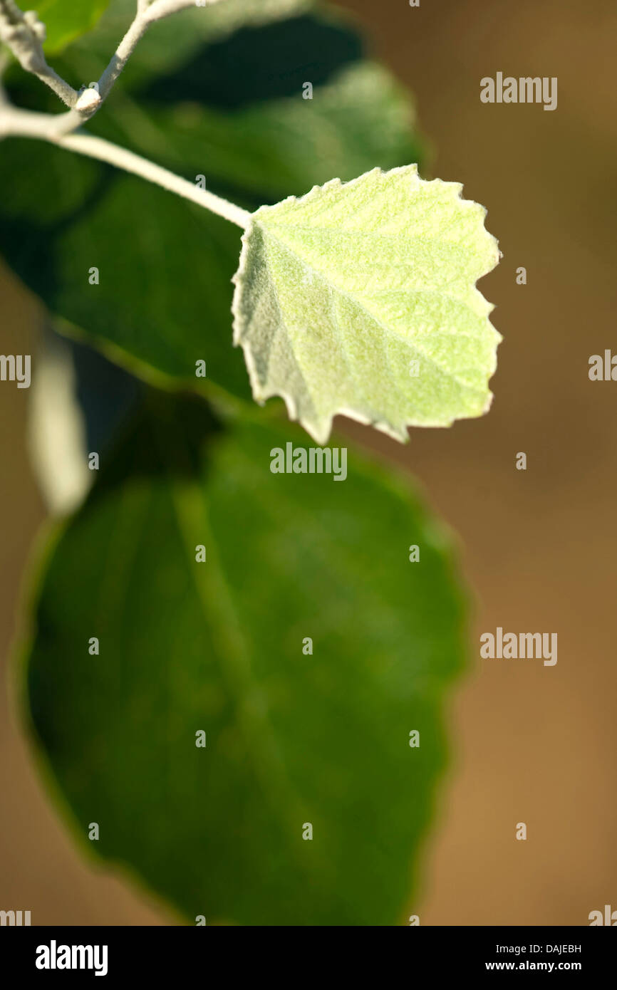 Silber-leaved Pappel, Abele (Populus Alba), Silberpappel, junges Blatt ...