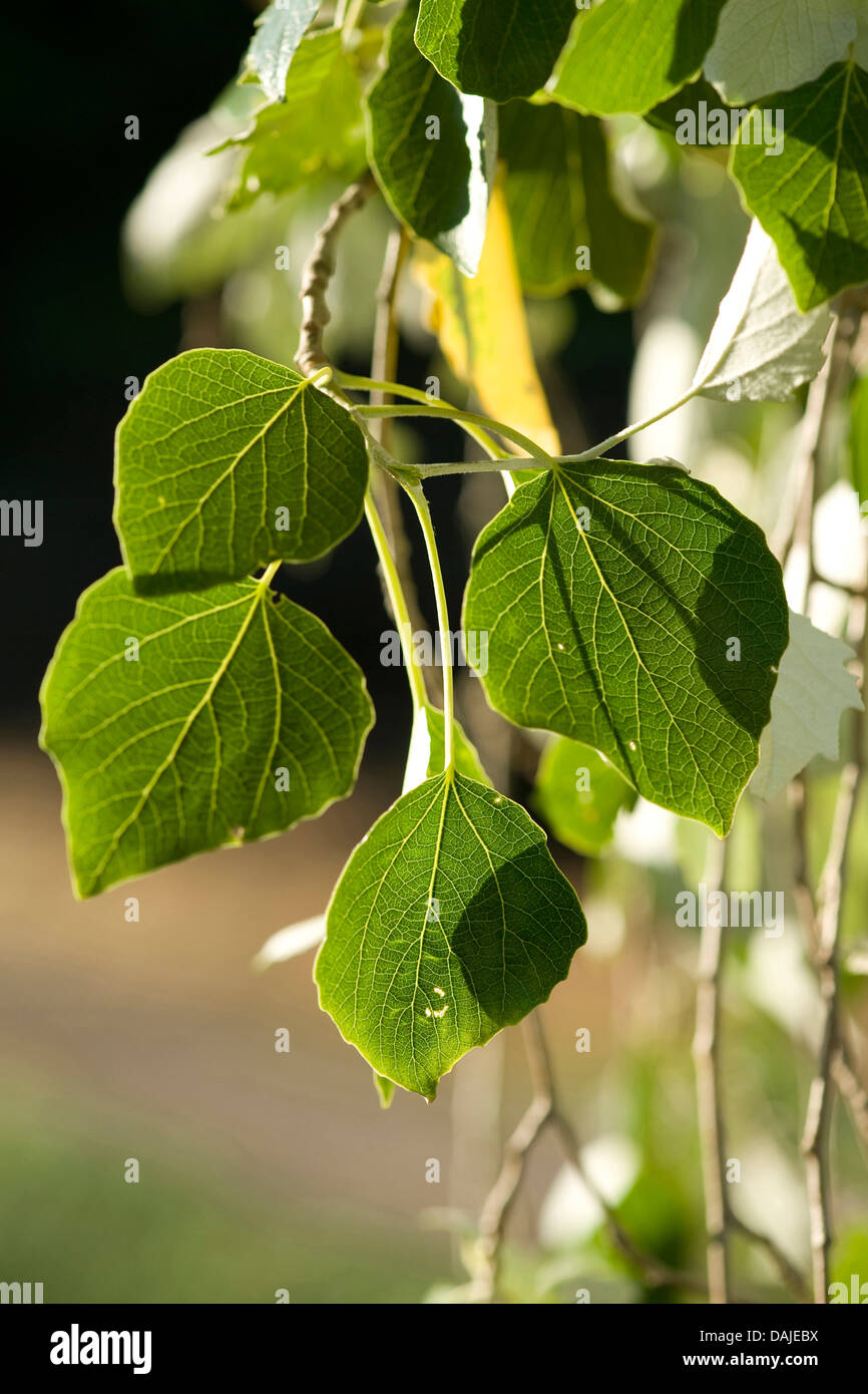 Weisspappel Silber Pappel Populus Alba Stockfotos und -bilder Kaufen ...