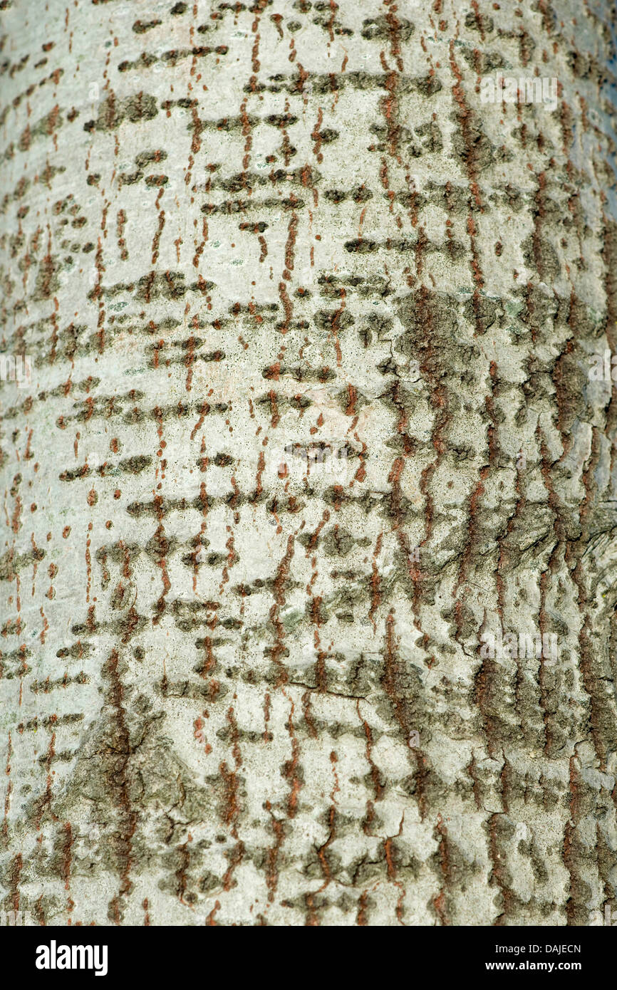 Silber-leaved Pappel, Abele (Populus Alba), Silberpappel, Rinde ...