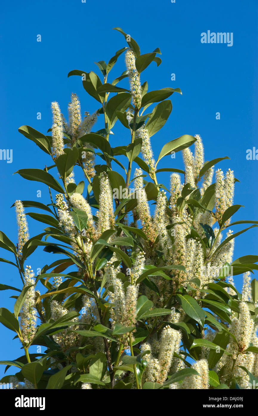 Kirschlorbeer prunus laurocerasus -Fotos und -Bildmaterial in hoher ...