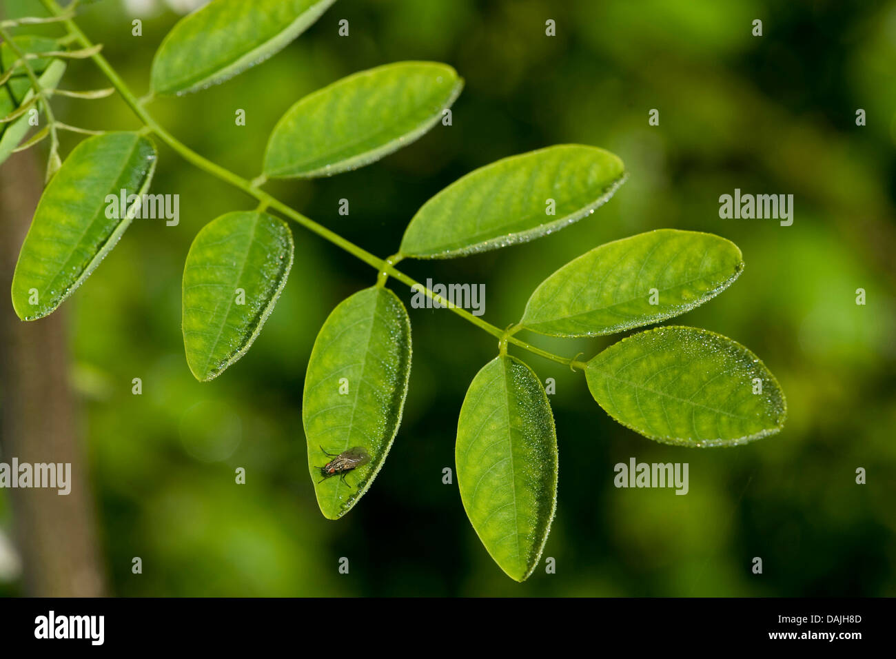 Robinie, gemeinsame Heuschrecke, Robinie (Robinia Pseudo-Akazie ...