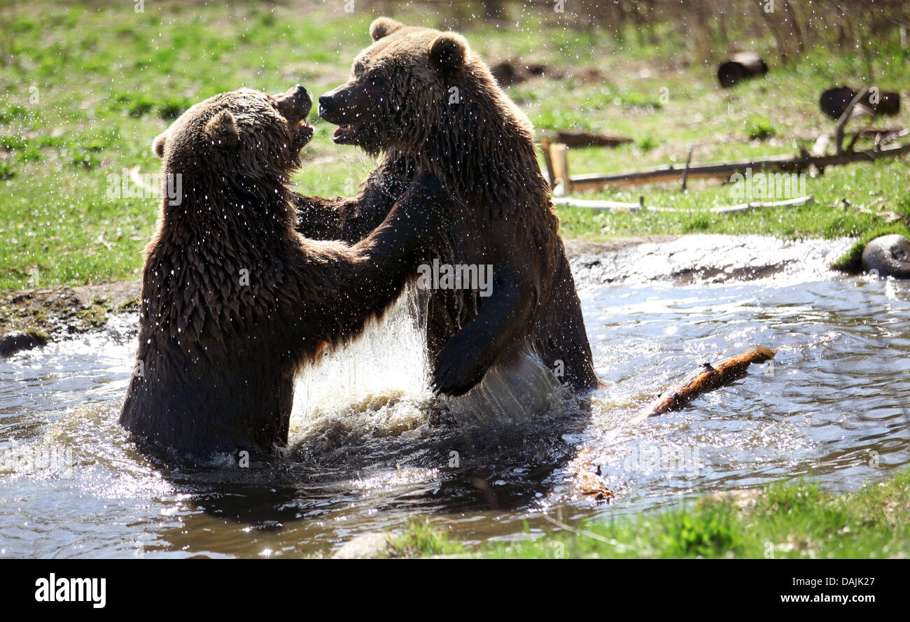 Braunbär stiftung -Fotos und -Bildmaterial in hoher Auflösung – Alamy