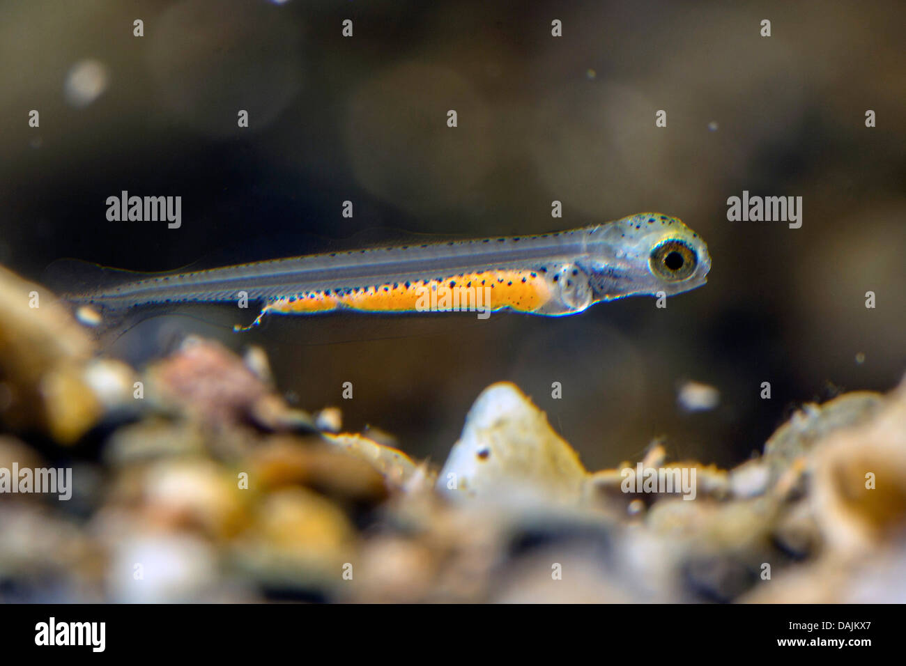 Coregonus species -Fotos und -Bildmaterial in hoher Auflösung – Alamy