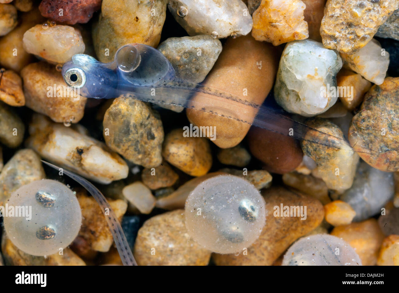 Fish Egg Larvae Stockfotos und -bilder Kaufen - Alamy