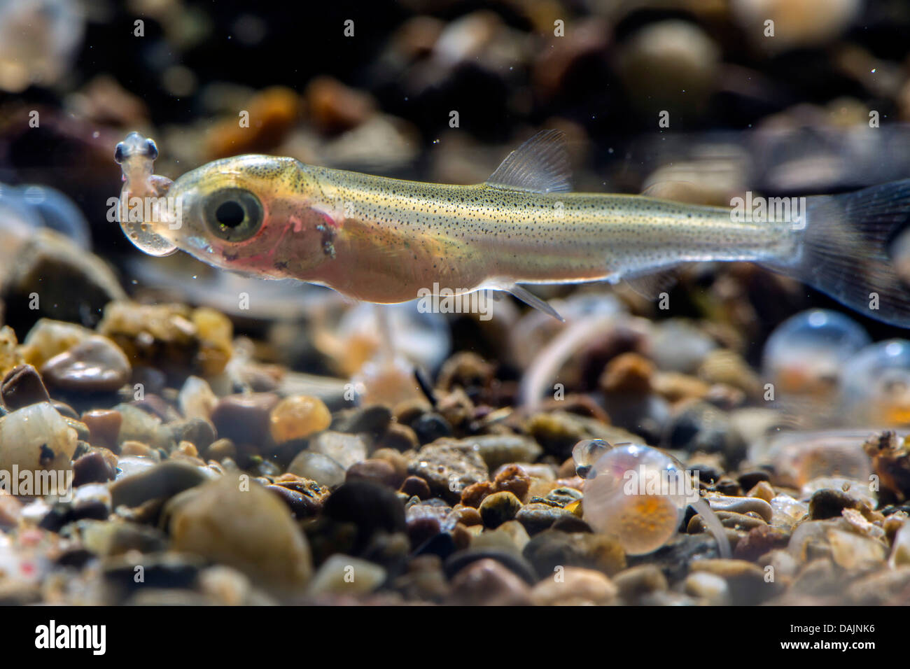 Lake whitefish coregonus spec -Fotos und -Bildmaterial in hoher ...